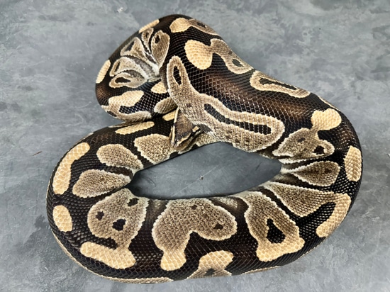 Double Het VPI Axanthic Clown Ball Python by Steel City Mutations