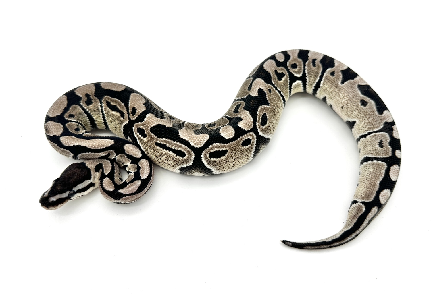 VPI Axanthic 66% Het Piebald 66% Het Clown Ball Python by Steel City ...