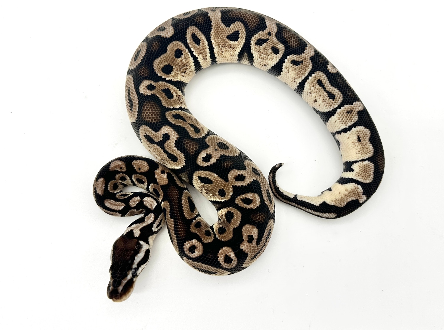 Pastel VPI Axanthic 66% Het Piebald 66% Het Clown Ball Python by Steel ...