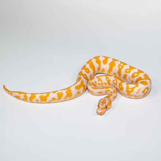 Black Head Confusion Lavender Albino Het Piebald Ball Python by Steel ...