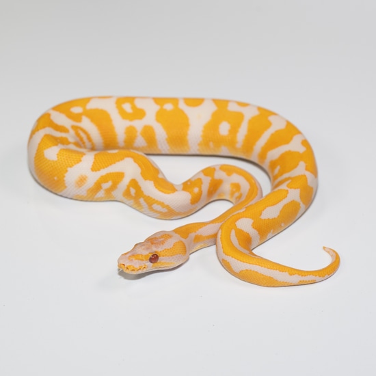 Confusion Lavender Albino Het Piebald 50% Het Hypo Ball Python by Steel ...