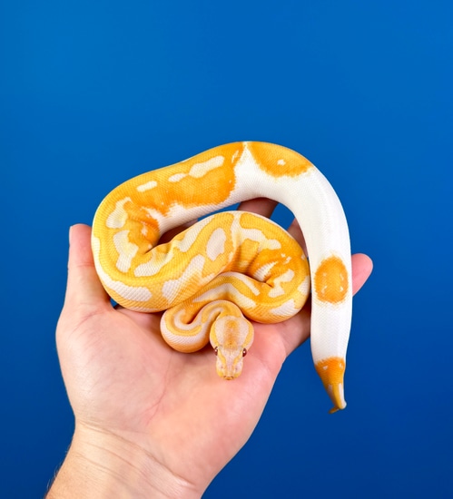 2024 (2) Dreamsicle Females Ball Python by Steel City Mutations