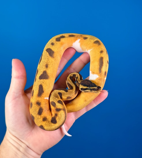 OD Enchi Leopard Piebald 50% Het Lavender Albino Ball Python by Steel ...