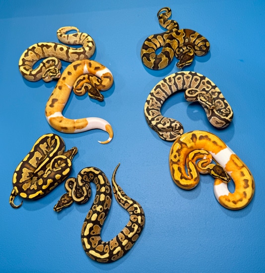 2024 Group Of Pied Clown Project Ball Python by Steel City Mutations