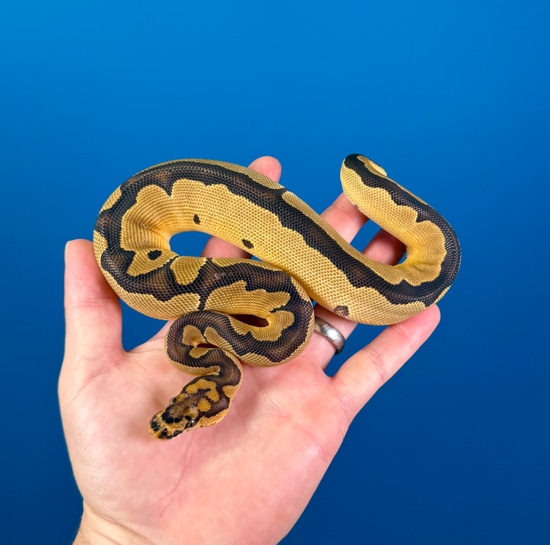 Clown 66% Het DG And VPI Axanthic Ball Python by Steel City Mutations