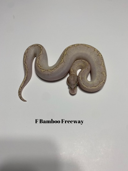 Bamboo Freeway Ball Python by Scotts Morphs