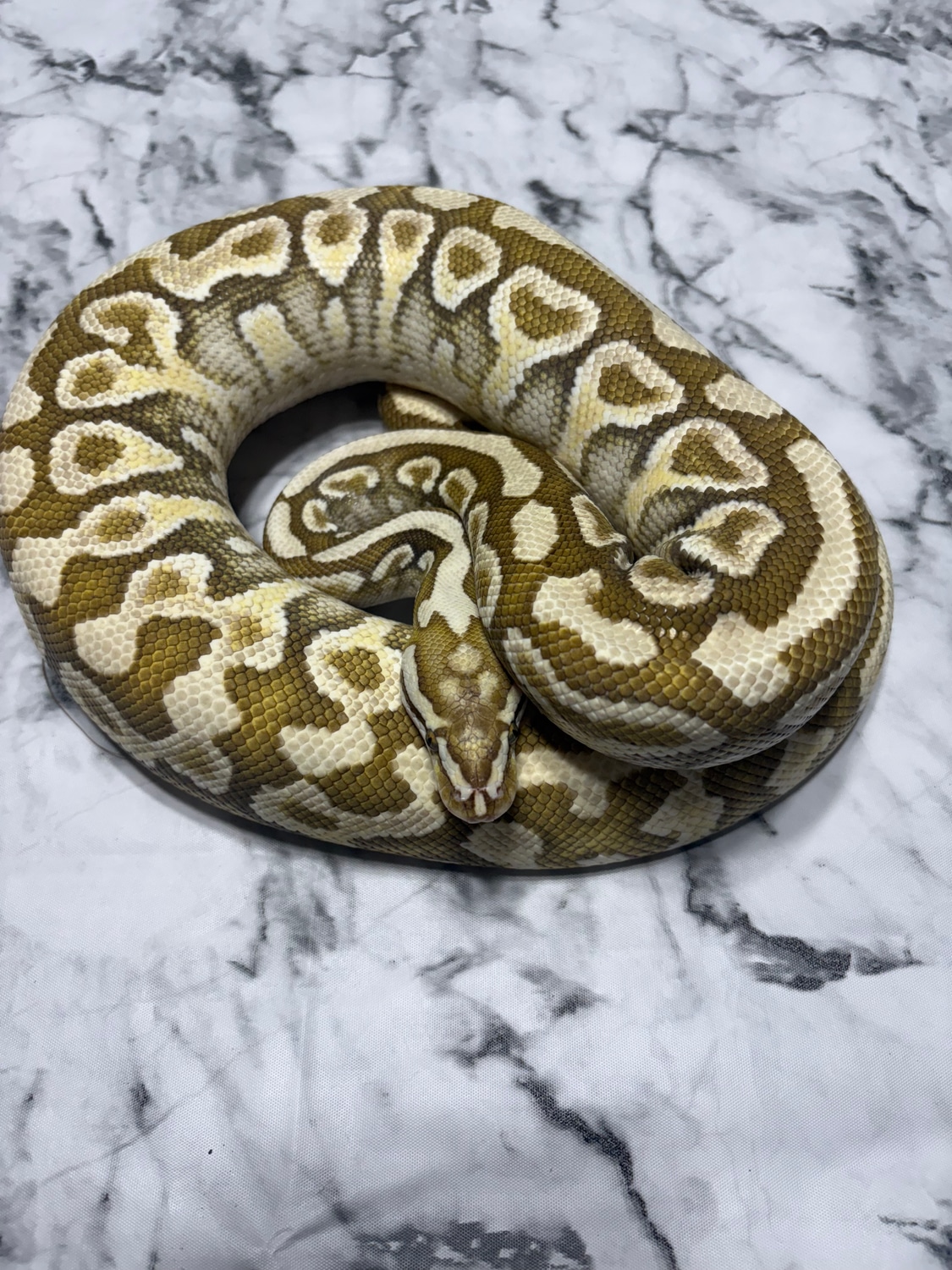 Spotnose YB Lesser Het Clown
