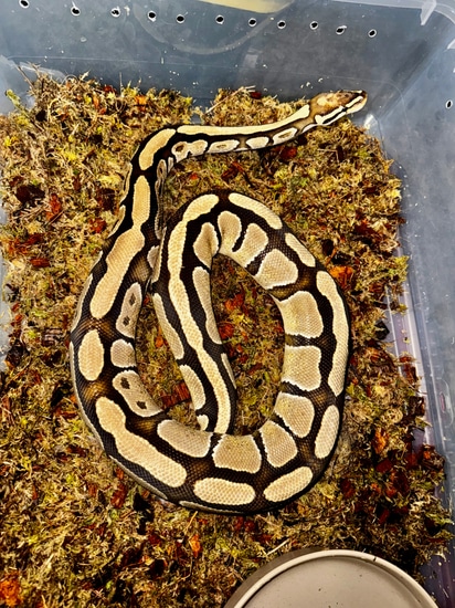 NR Mandarin Fire (RTB) Ball Python by Gripping Exotics