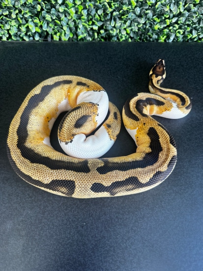 ODYB (Orange Dream Yellow Belly) Pied Ball Python by Gripping Exotics