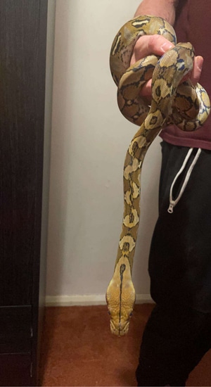 Super Dwarf Reticulated Python by Scotts reptiles