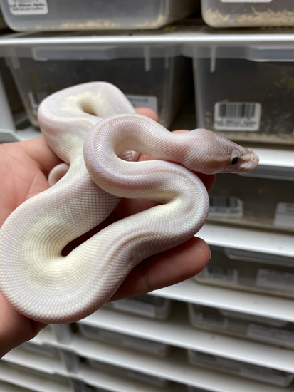 Super Mojave Het Ghost Ball Python by Scott Wilkinson Reptiles