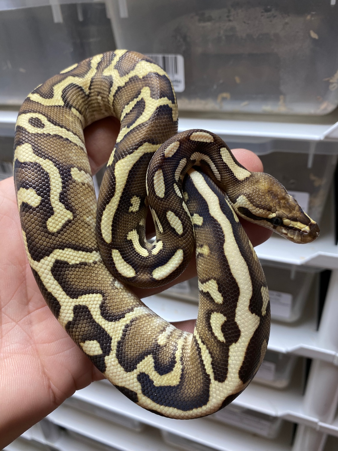 Scott Wilkinson Reptiles's Collection - MorphMarket