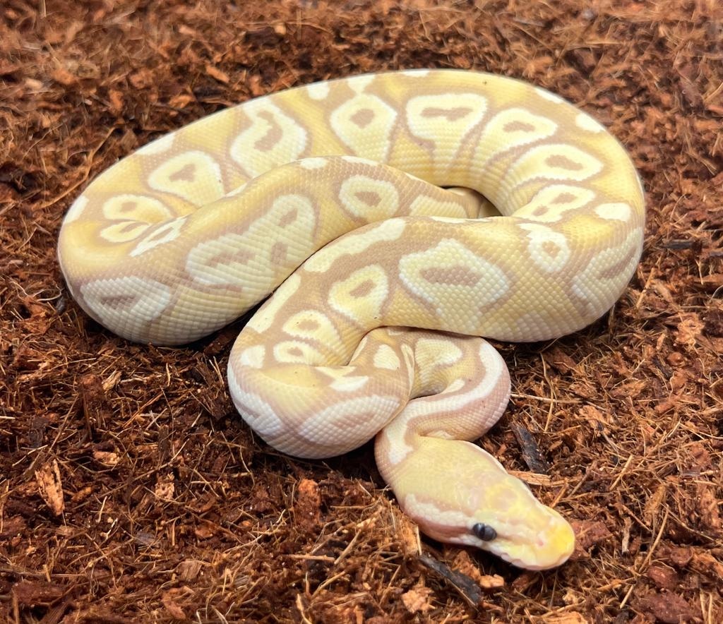 Banana Pastel Mojave Ball Python by Scott Wilkinson Reptiles - MorphMarket