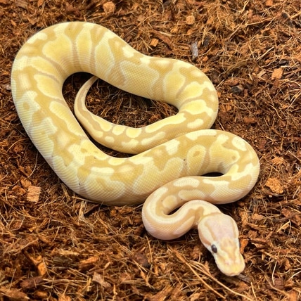 Banana Pastel Mojave Ball Python by Scott Wilkinson Reptiles - MorphMarket