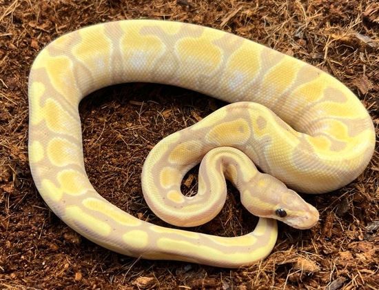 Banana Pastel Enchi Ball Python by Scott Wilkinson Reptiles