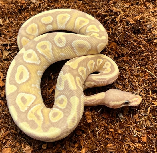 Banana Pastel Mojave Ball Python by Scott Wilkinson Reptiles