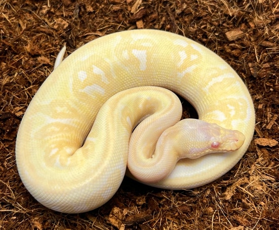 Albino Pewter Black-pastel Pastel Ball Python by Scott Wilkinson Reptiles
