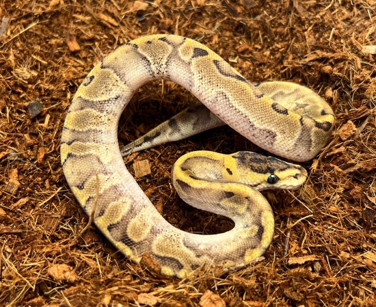 Bamboo Champagne Enchi Ball Python by Scott Wilkinson Reptiles