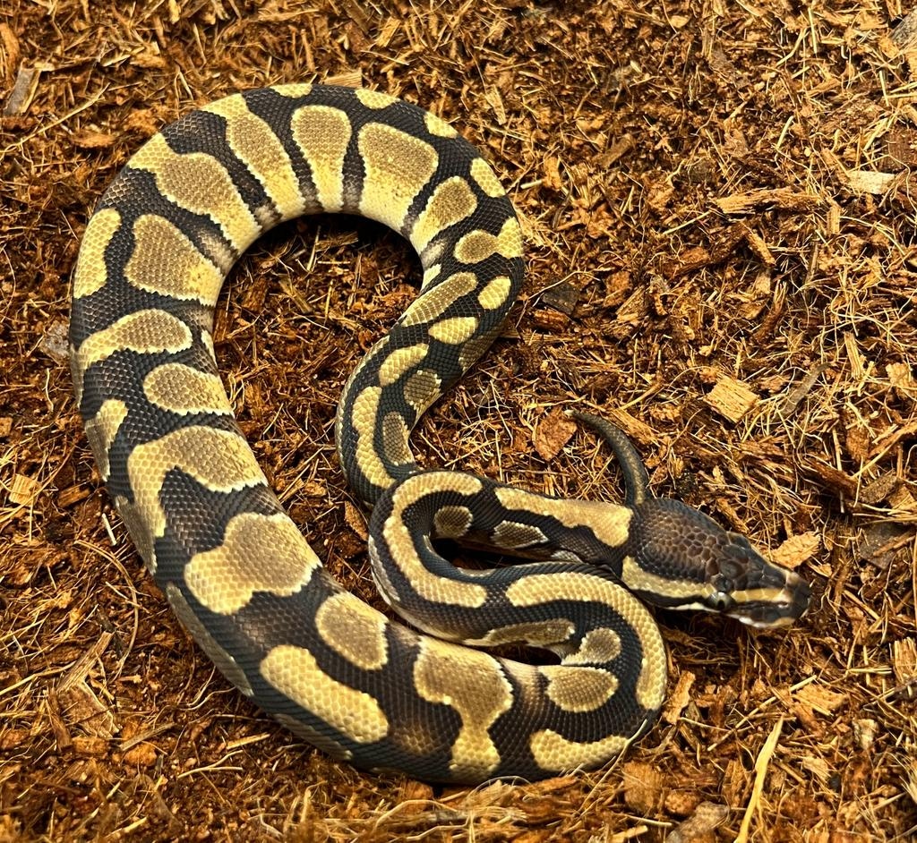 Enchi 66% Het-Pied Het-Desert-Ghost Ball Python by Scott Wilkinson ...