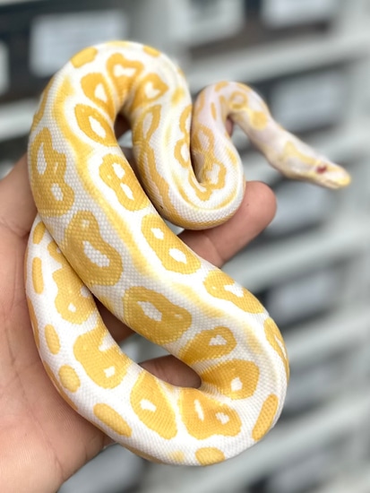 Albino Black-Pastel Poss-Yellow-Belly Ball Python by Scott Wilkinson Reptiles