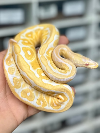 Albino Black-Pastel Woma Poss-Yellow-Belly Ball Python by Scott Wilkinson Reptiles
