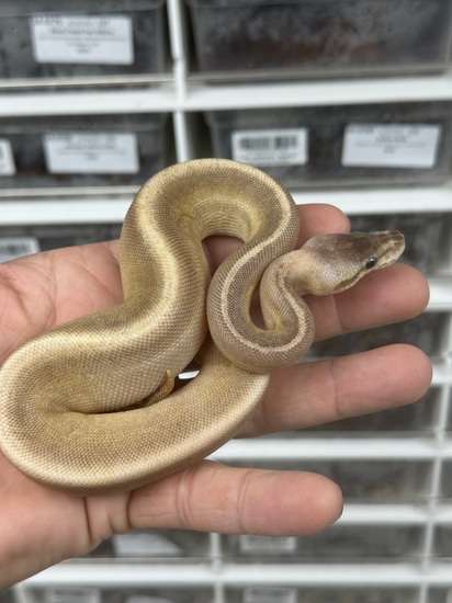 Pastel Pinstripe Black-Pastel Poss-phantom Poss-Redstripe Het-albino Ball Python by Scott ...