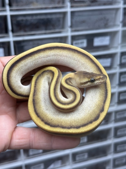 Butter G-stripe Ball Python by Scott Wilkinson Reptiles