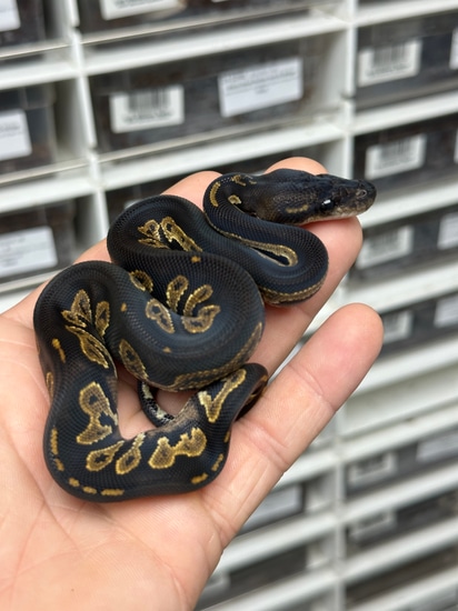 Super-Black-Head Poss-Yellow-Belly Poss-Spark Ball Python by Scott Wilkinson Reptiles