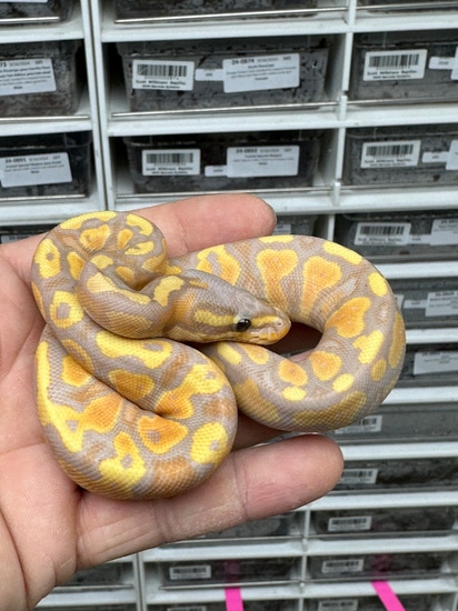 Banana Yellow-Belly Ball Python by Scott Wilkinson Reptiles