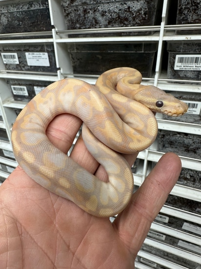 Banana Calico Poss-Red-stripe Ball Python by Scott Wilkinson Reptiles