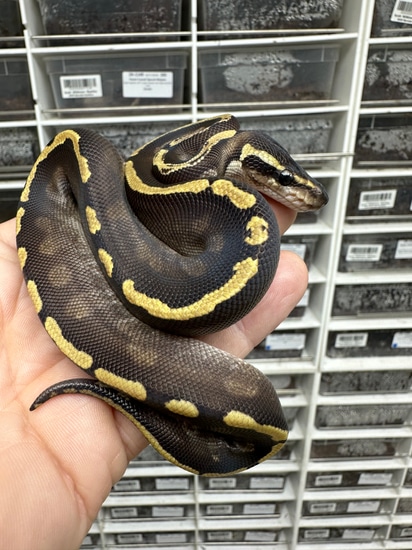 GHI Mojave Yellow-Belly Ball Python by Scott Wilkinson Reptiles