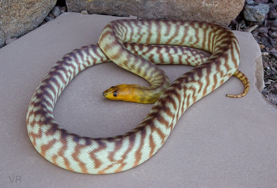 Woma Pythons Adult Virgin Pair by Vivid Reptiles