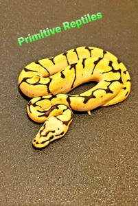 Primitive Reptiles - MorphMarket