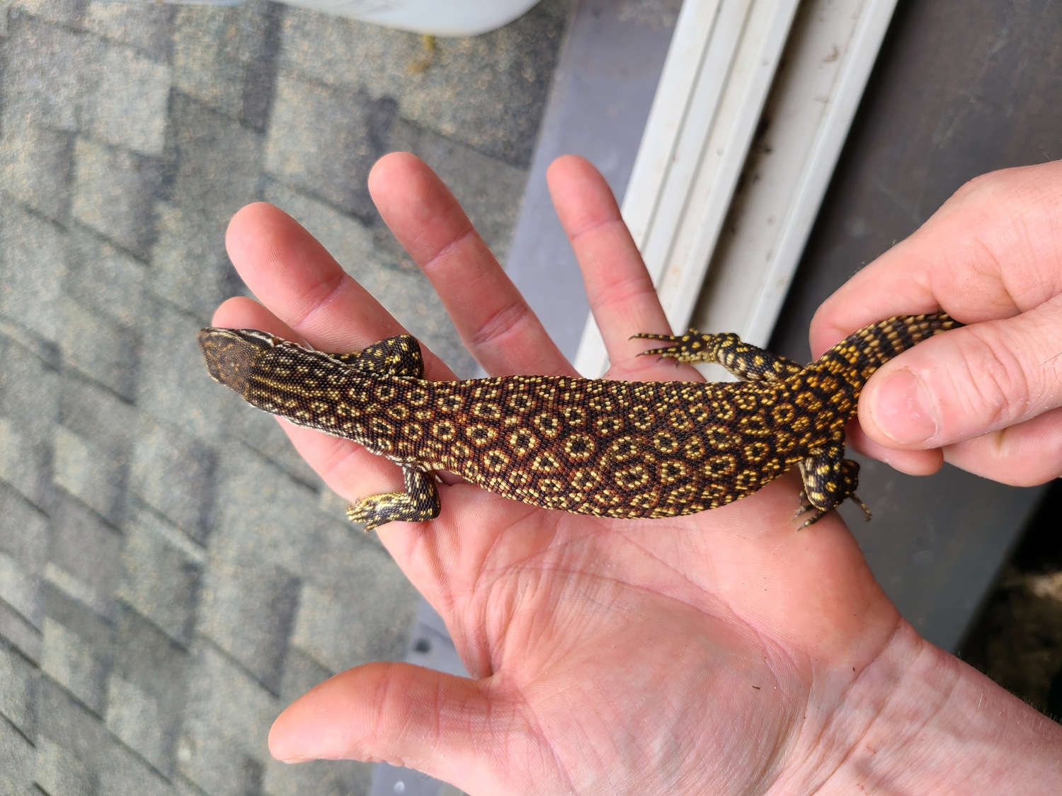 Red Ackie Monitor Spiny-Tailed Monitor by Wild Roots Reptiles - MorphMarket