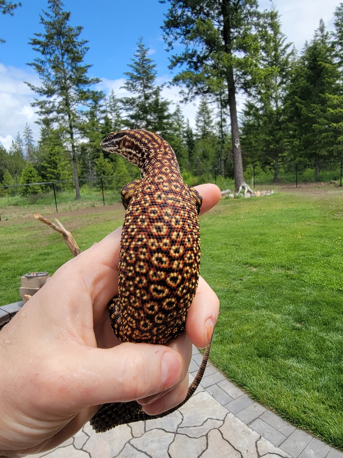 Red Ackie Monitor Spiny-Tailed Monitor by Wild Roots Reptiles - MorphMarket