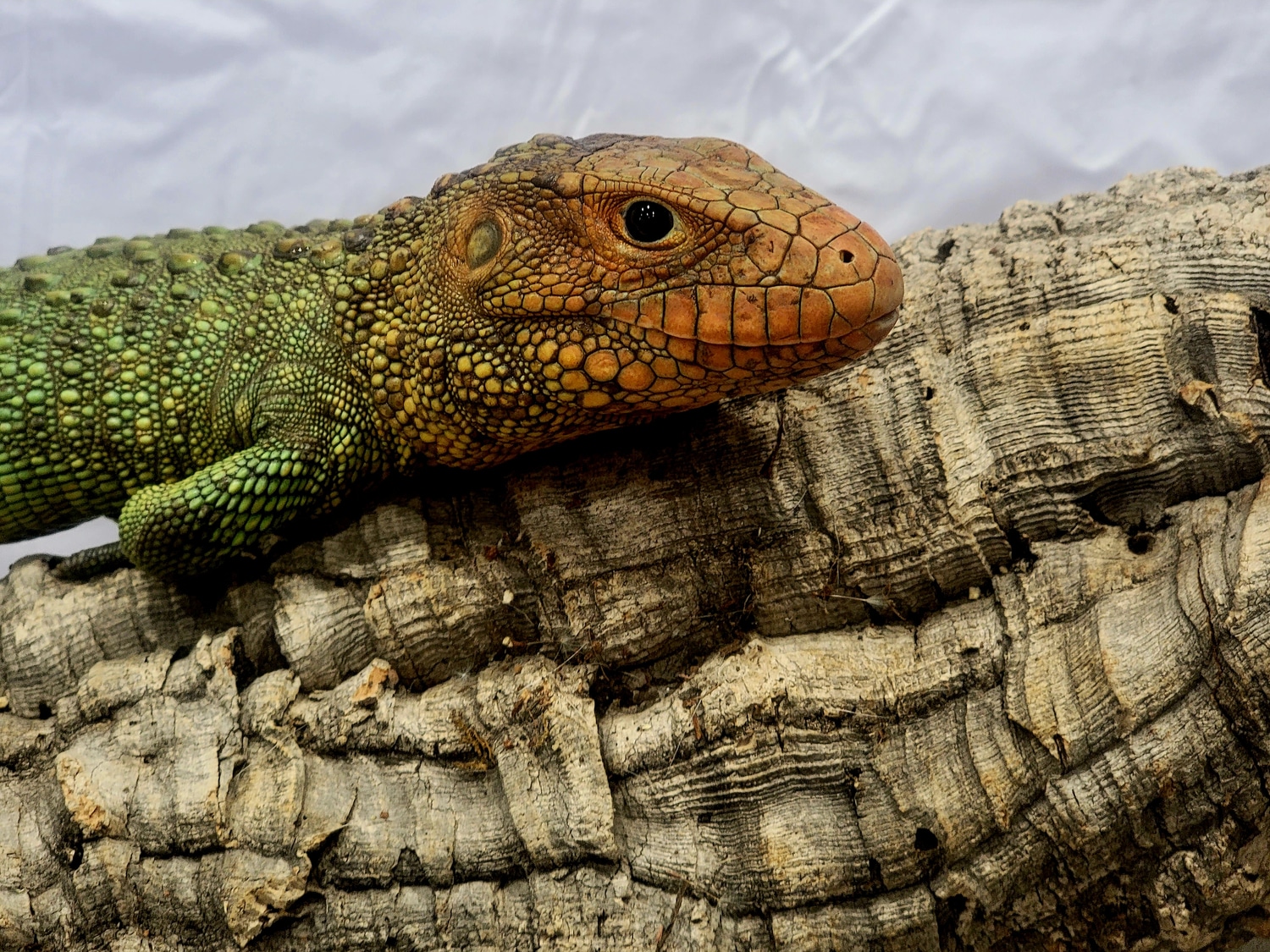 Caiman Lizard More Lizard by Wild Roots Reptiles - MorphMarket