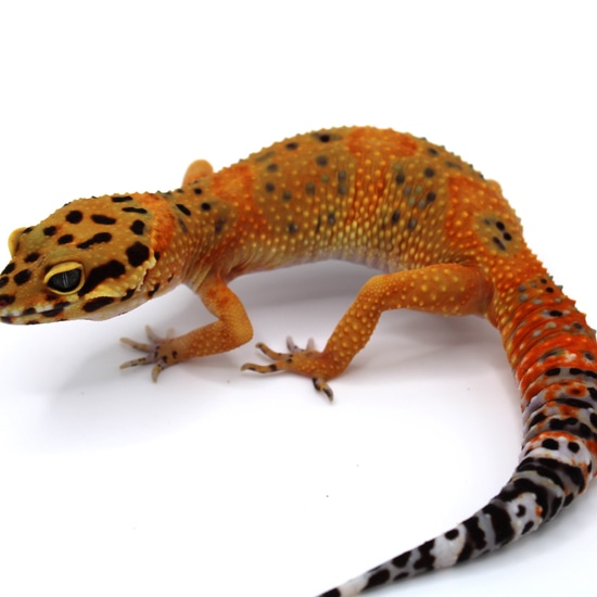 Inferno X Firebold Leopard Gecko by Screamin' Scales