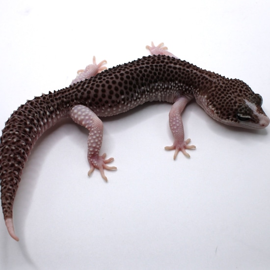 Super Snow Eclipse Leopard Gecko by Screamin' Scales