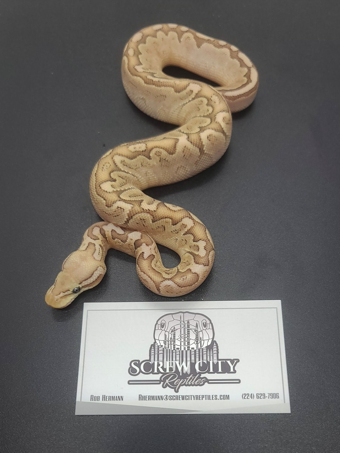 Pastel Bamboo Het Clown F1 Ball Python by Screw City Reptiles - MorphMarket