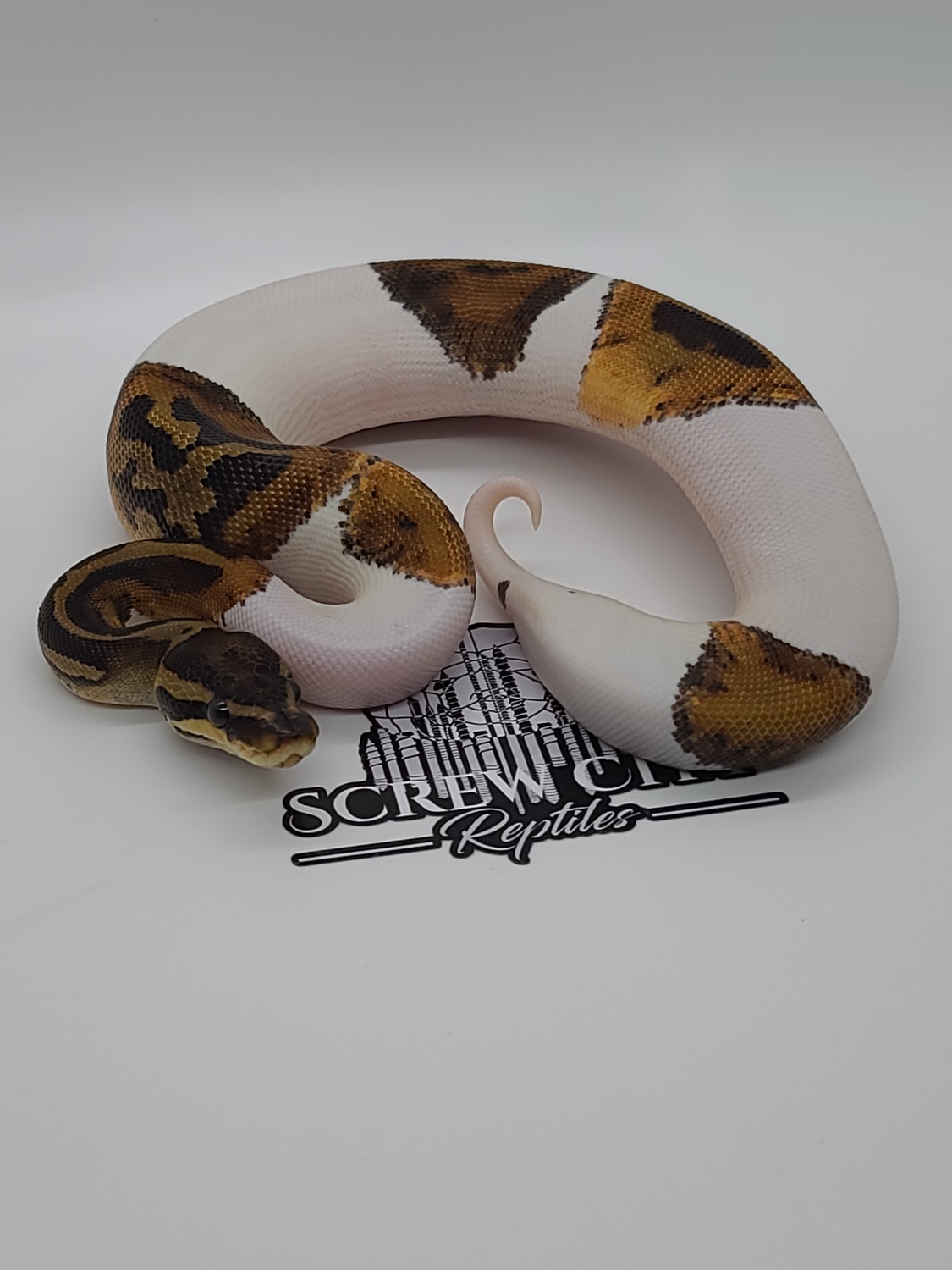 Blackhead Pied Ball Python by Screw City Reptiles - MorphMarket