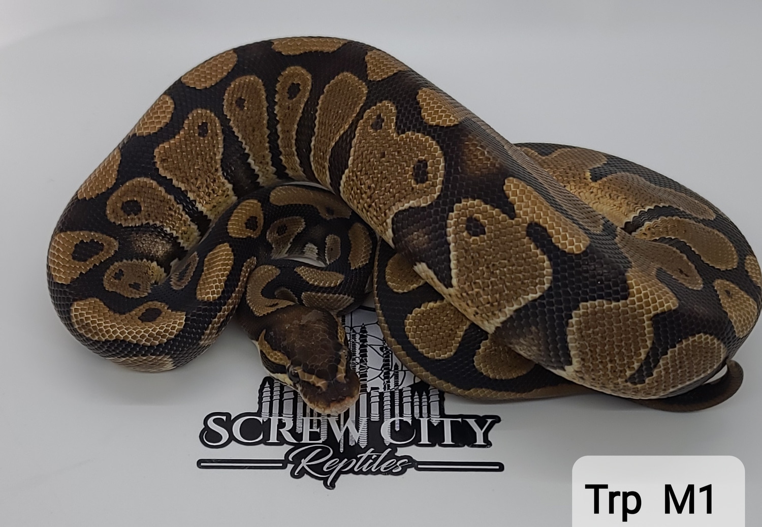 Triple Het Clown/Pied/Ultramel M1 Ball Python by Screw City Reptiles ...
