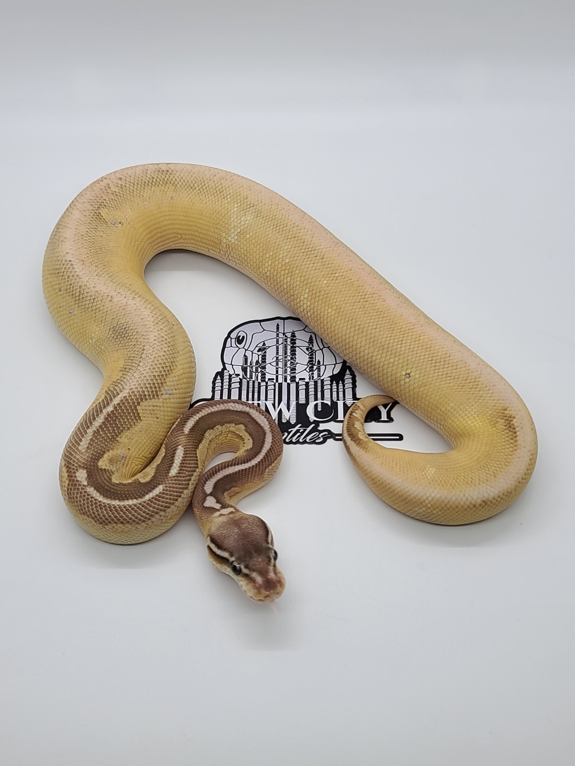 Black Pewter Lesser Calico Ball Python by Screw City Reptiles - MorphMarket