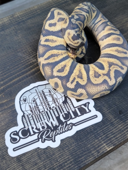 GHI Firefly Ball Python by Screw City Reptiles