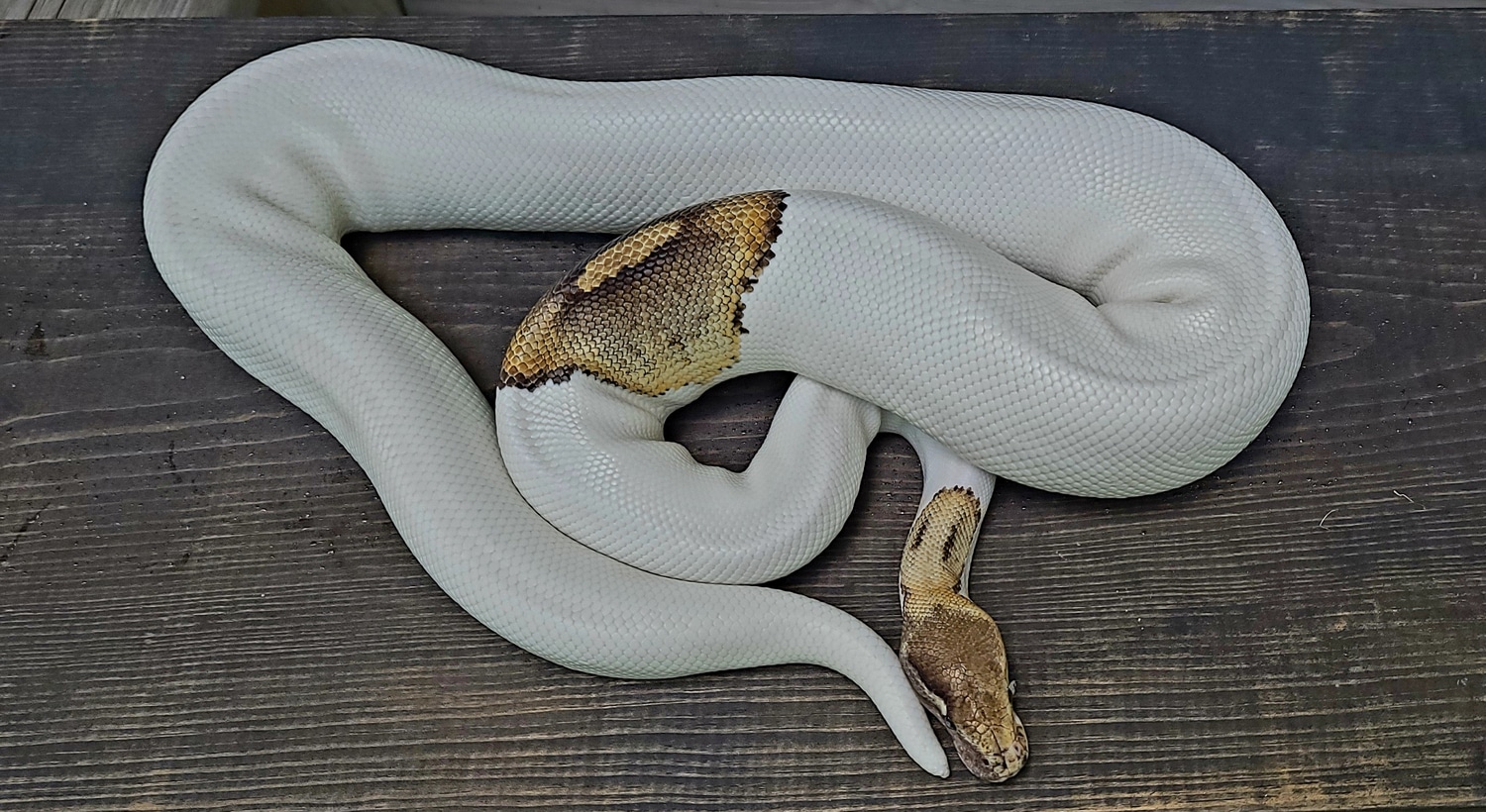 Pinto Pied Ball Python by Screw City Reptiles - MorphMarket