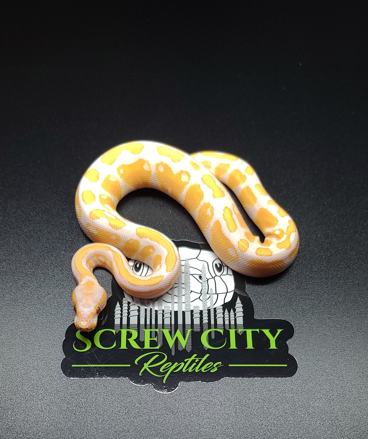 Lavender Albino M1 Ball Python by Screw City Reptiles - MorphMarket