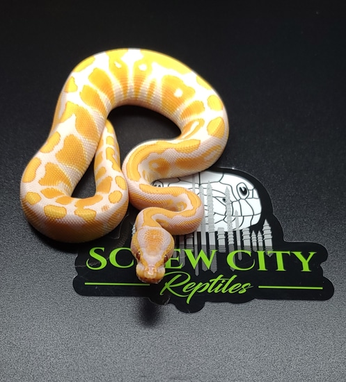 Lavender Albino M2 Ball Python by Screw City Reptiles