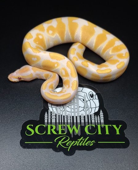 Lavender Albino M3 Ball Python by Screw City Reptiles