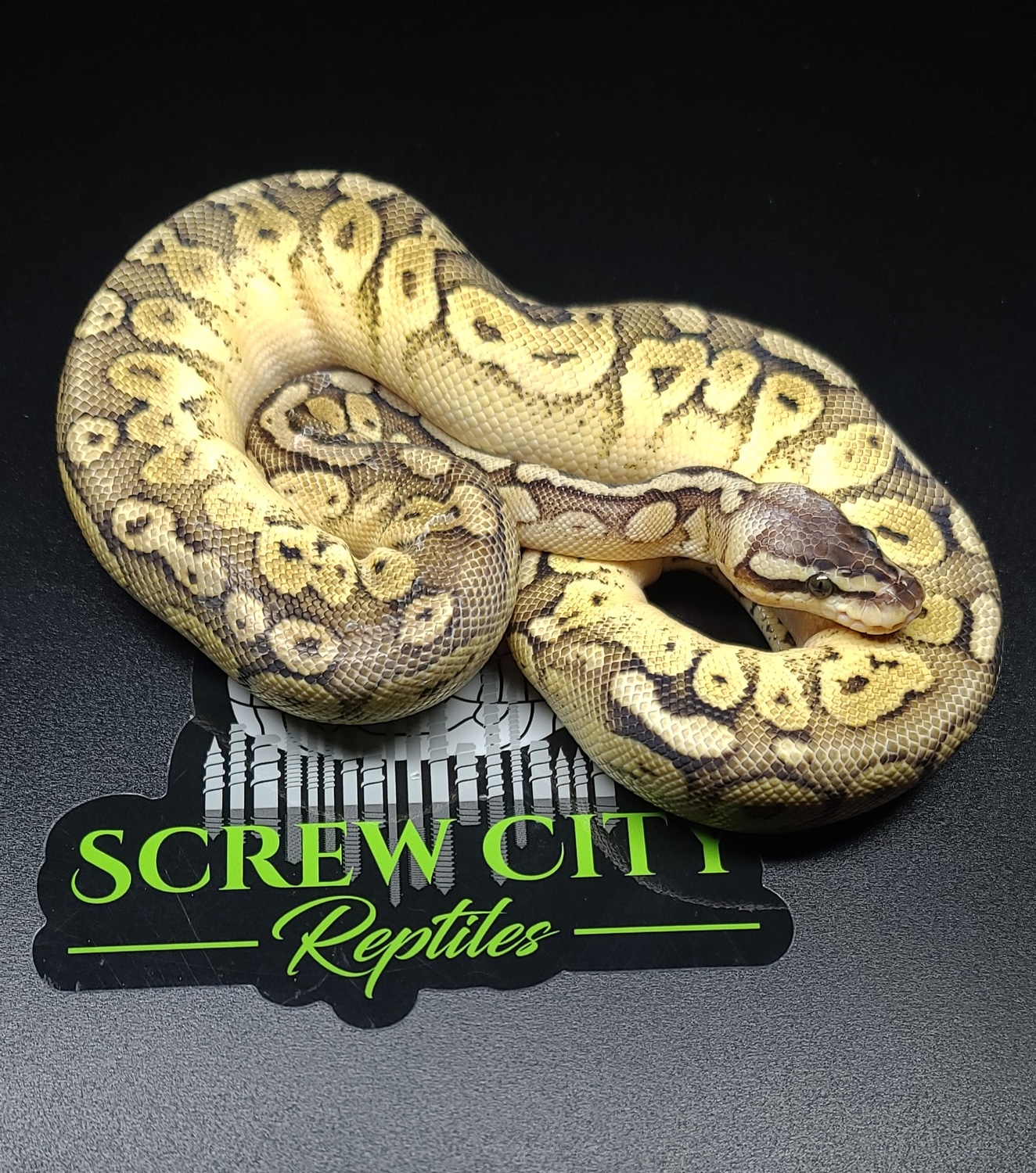 Bongo Citrus Pastel Mojave YB Ball Python by Screw City Reptiles ...