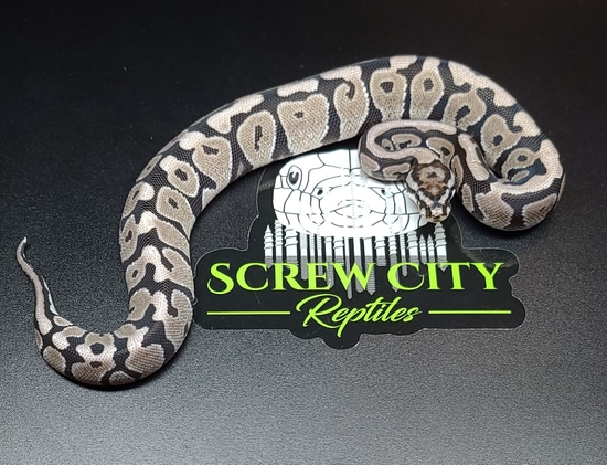 Spotnose VPI Ball Python by Screw City Reptiles