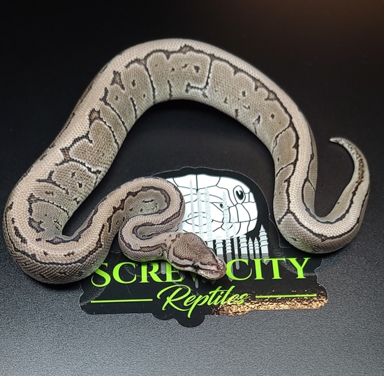 VPI Pinstripe Ball Python by Screw City Reptiles